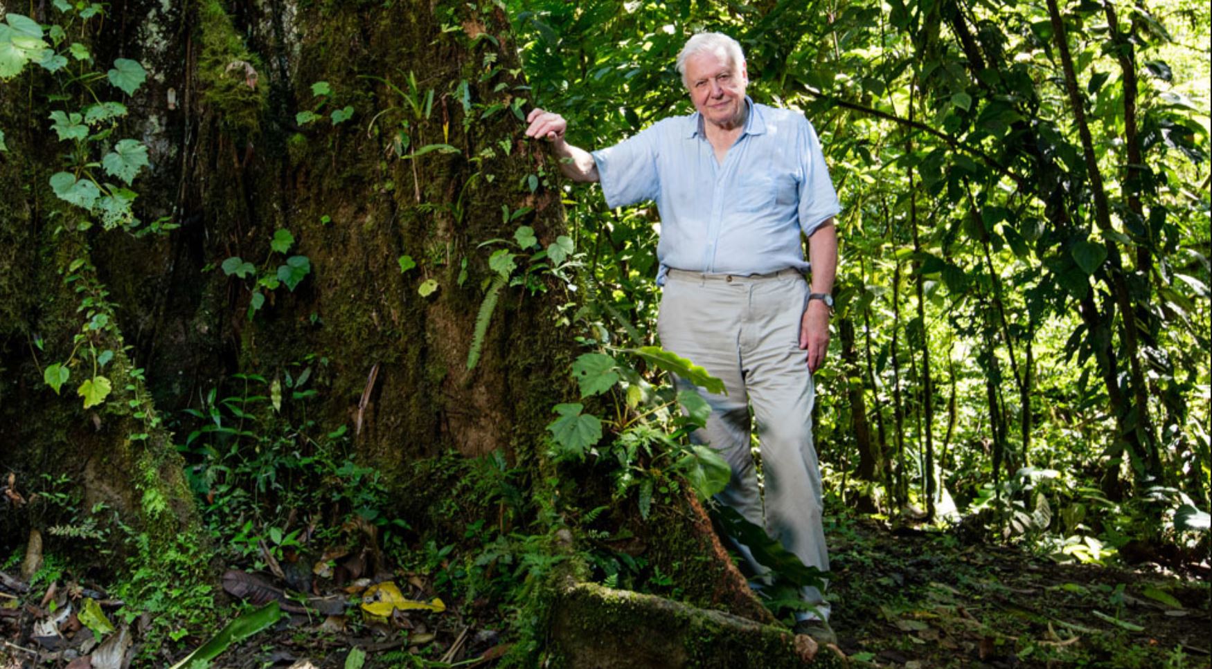 How to Watch The Green Planet in US | Watch Sir David’s Green Planet on ...